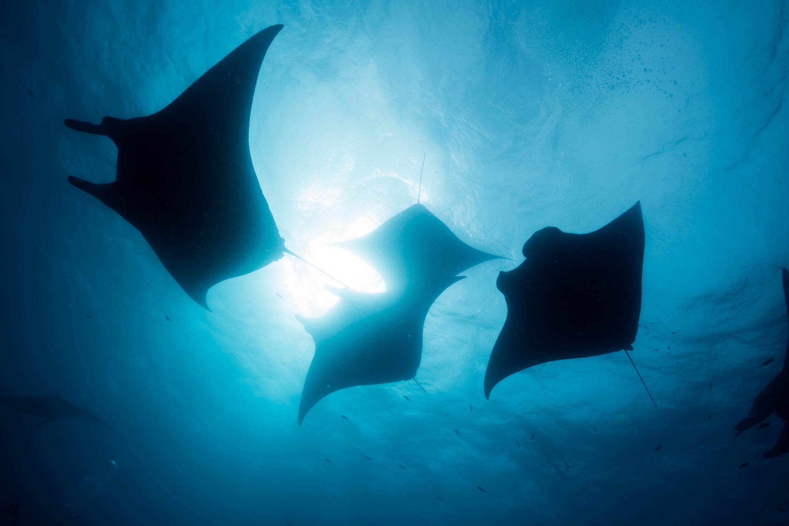 Tauchgang mit Teufelsrochen – Hang Loose Travelservice